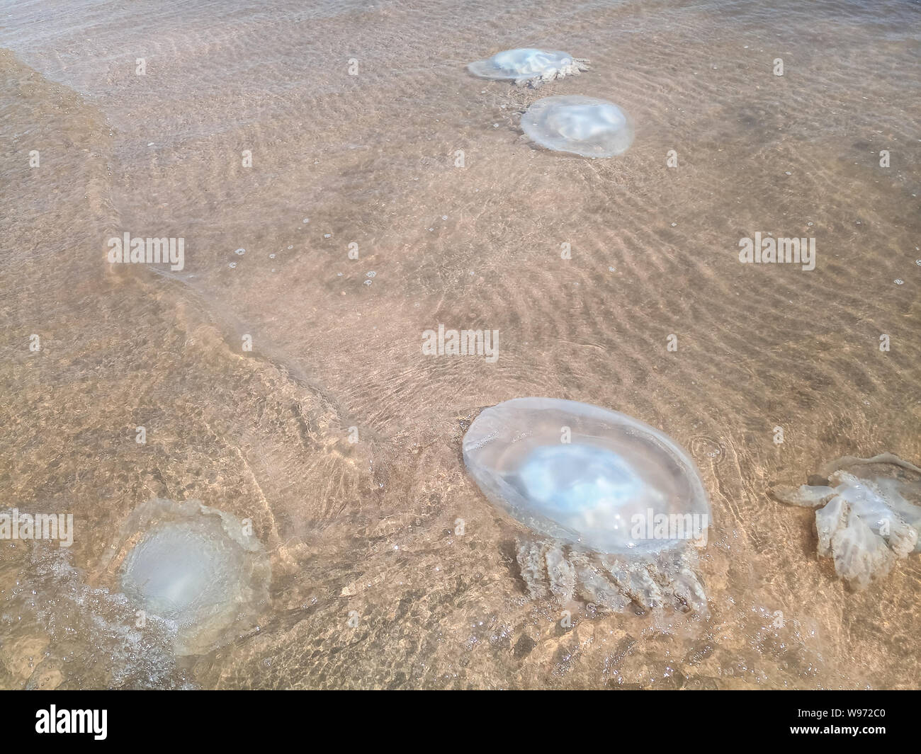 Dead jellyfish in shallow waters hi-res stock photography and images ...