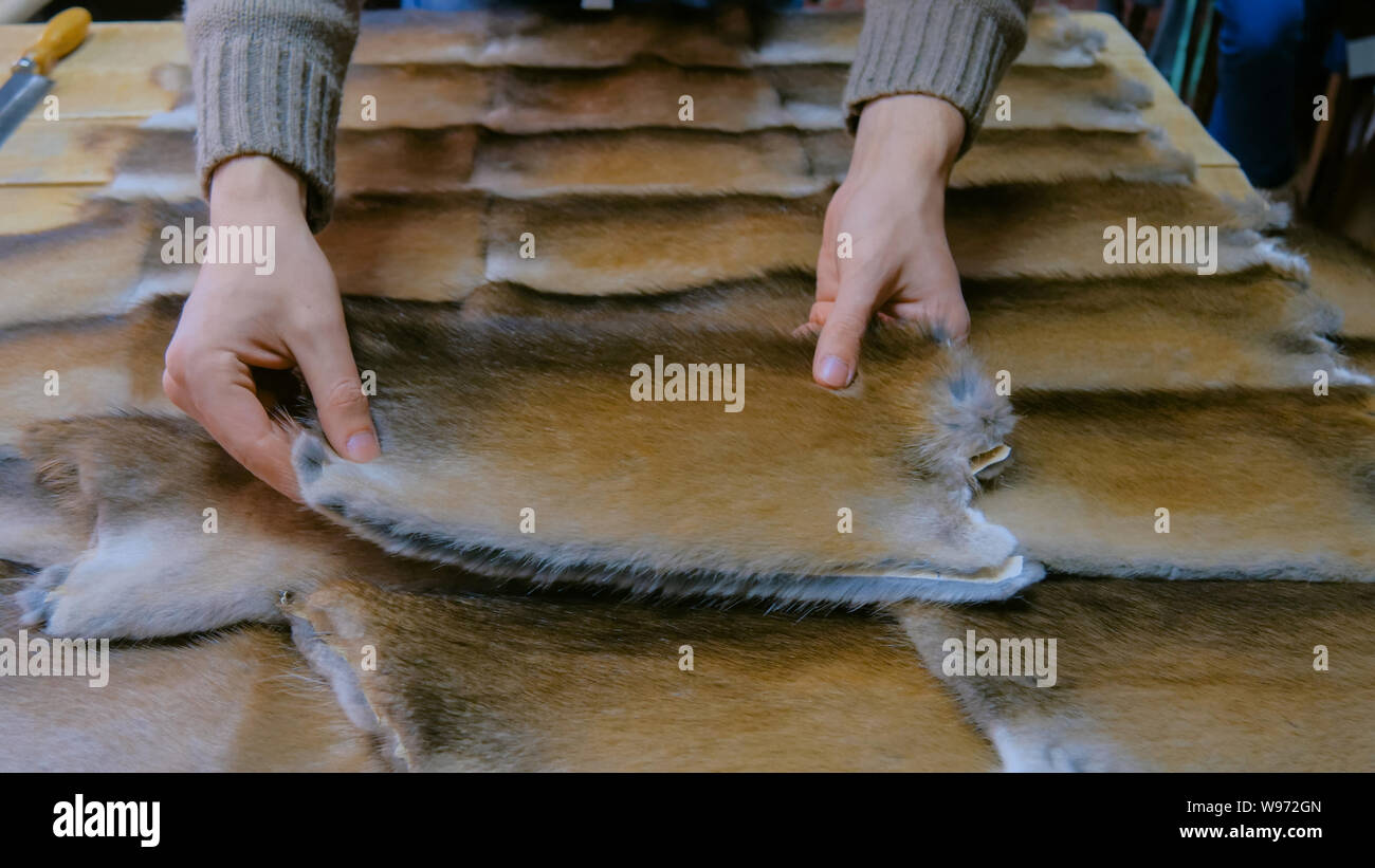 Skinner working with mink fur skin Stock Photo - Alamy