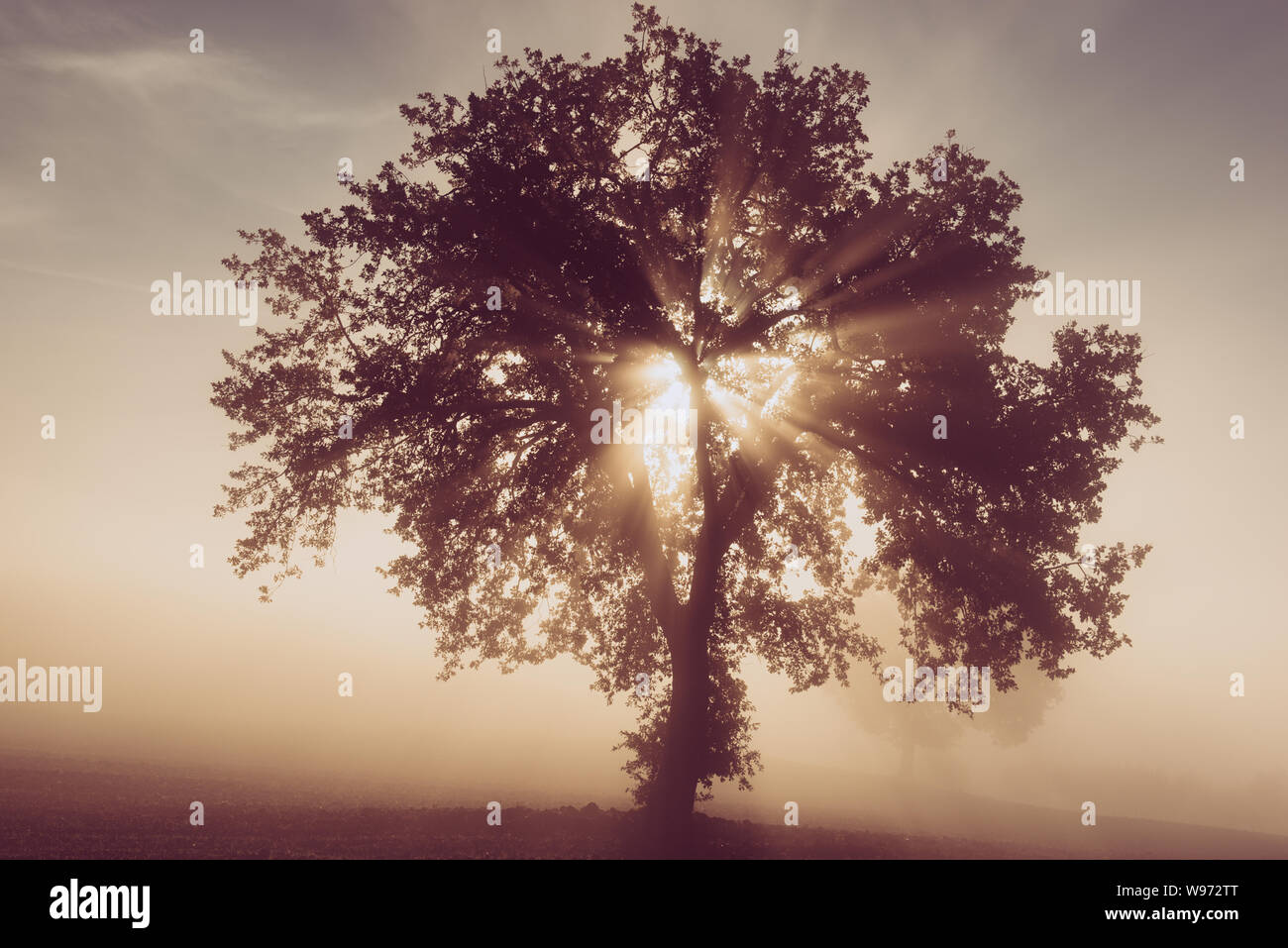 Single tree in the fog Stock Photo - Alamy