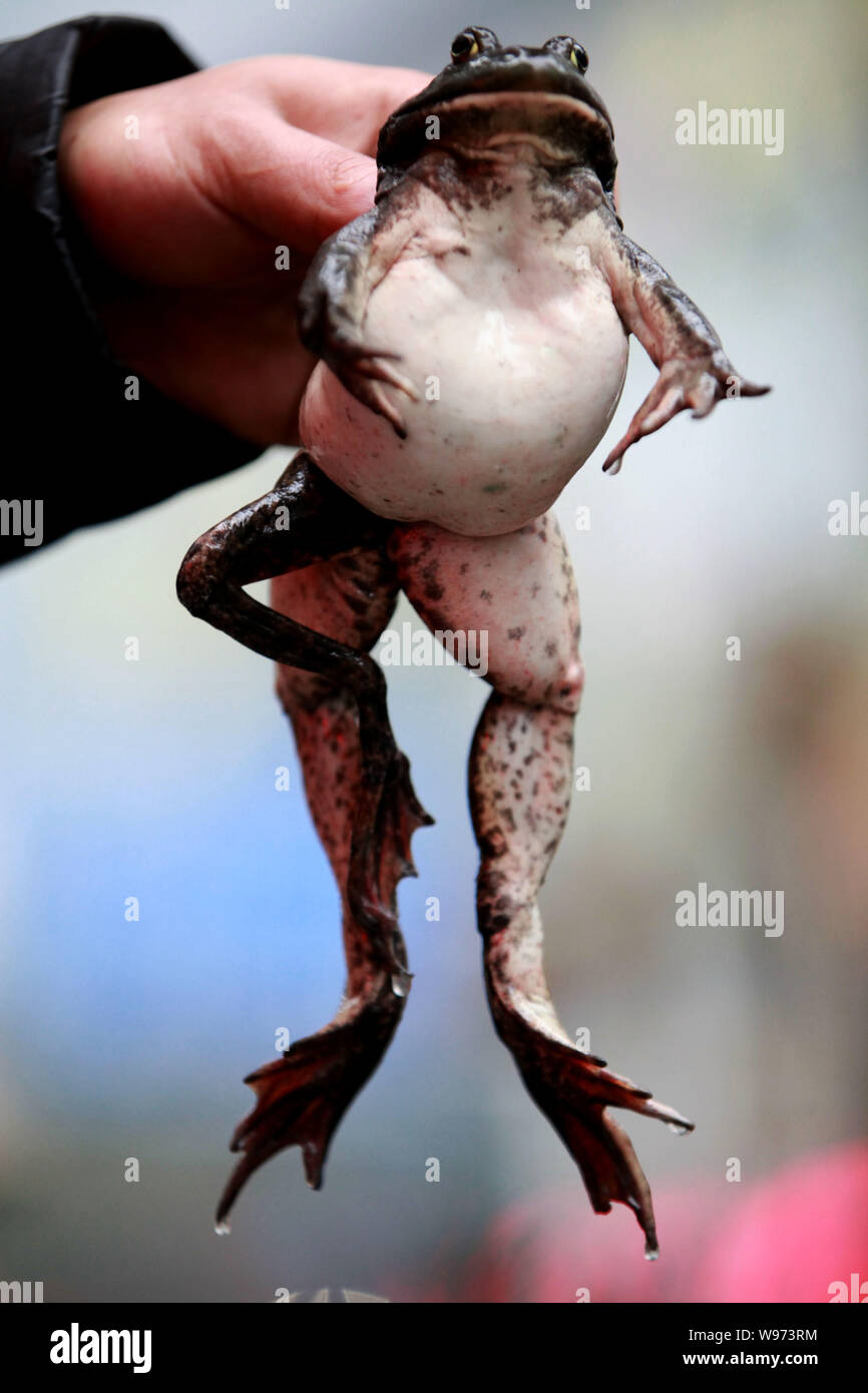 Bull frogs hi-res stock photography and images - Alamy