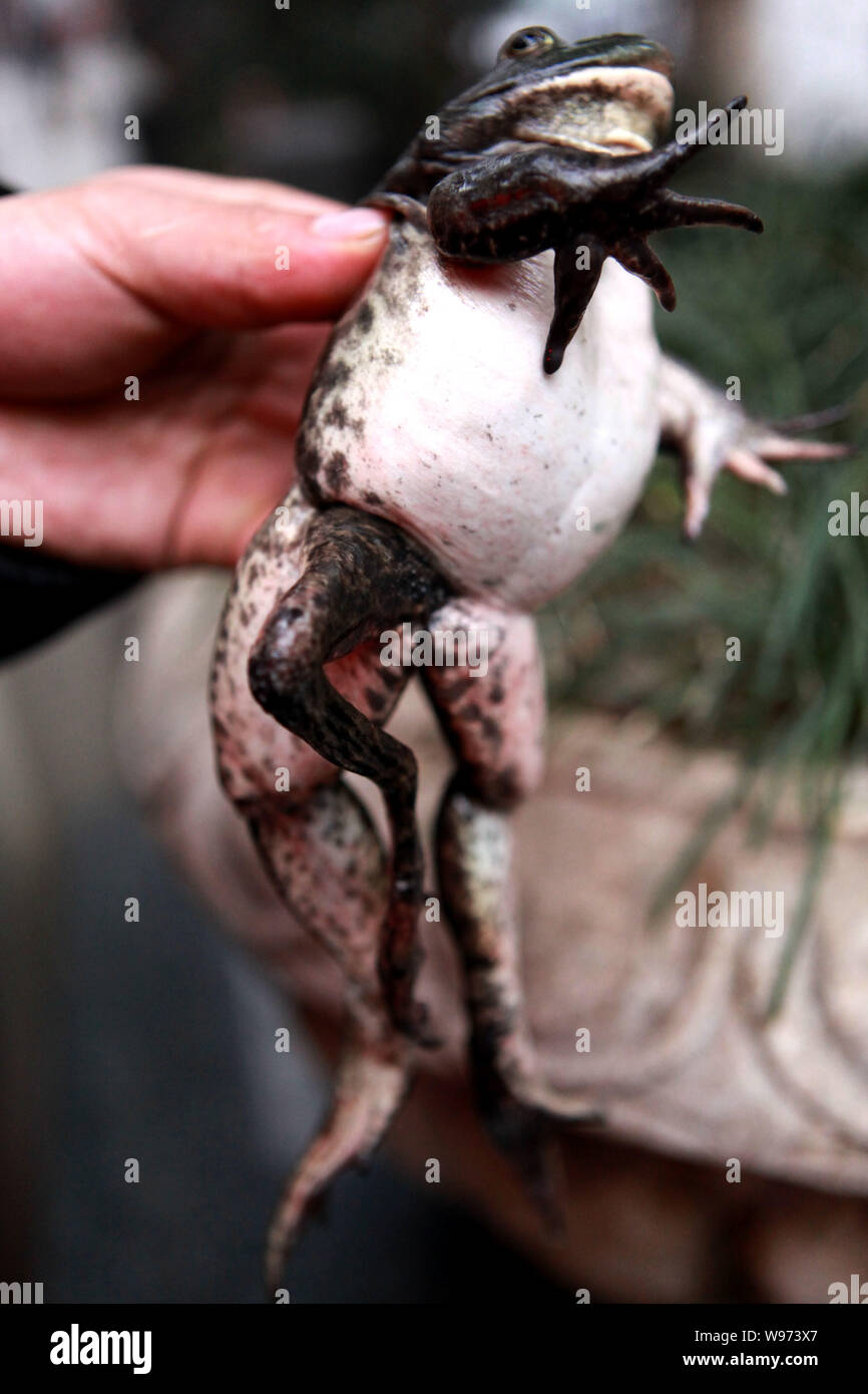 Bull frogs hi-res stock photography and images - Alamy
