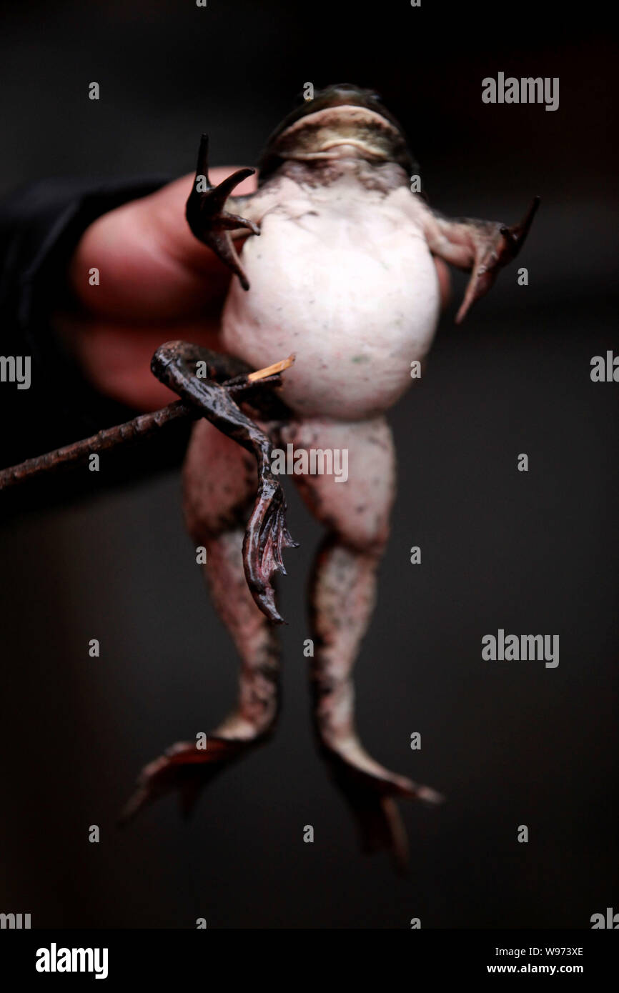 A man holds a 5-legged frog in Zhuzhou, central Chinas Hunan province ...