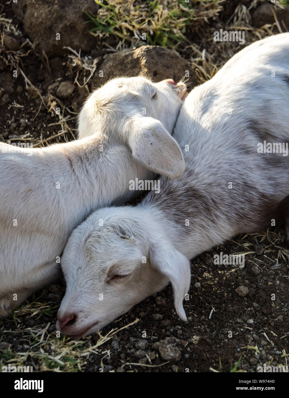Goats in Ethiopia near the Blue Nile falls, Tis-Isat Falls in Amara ...