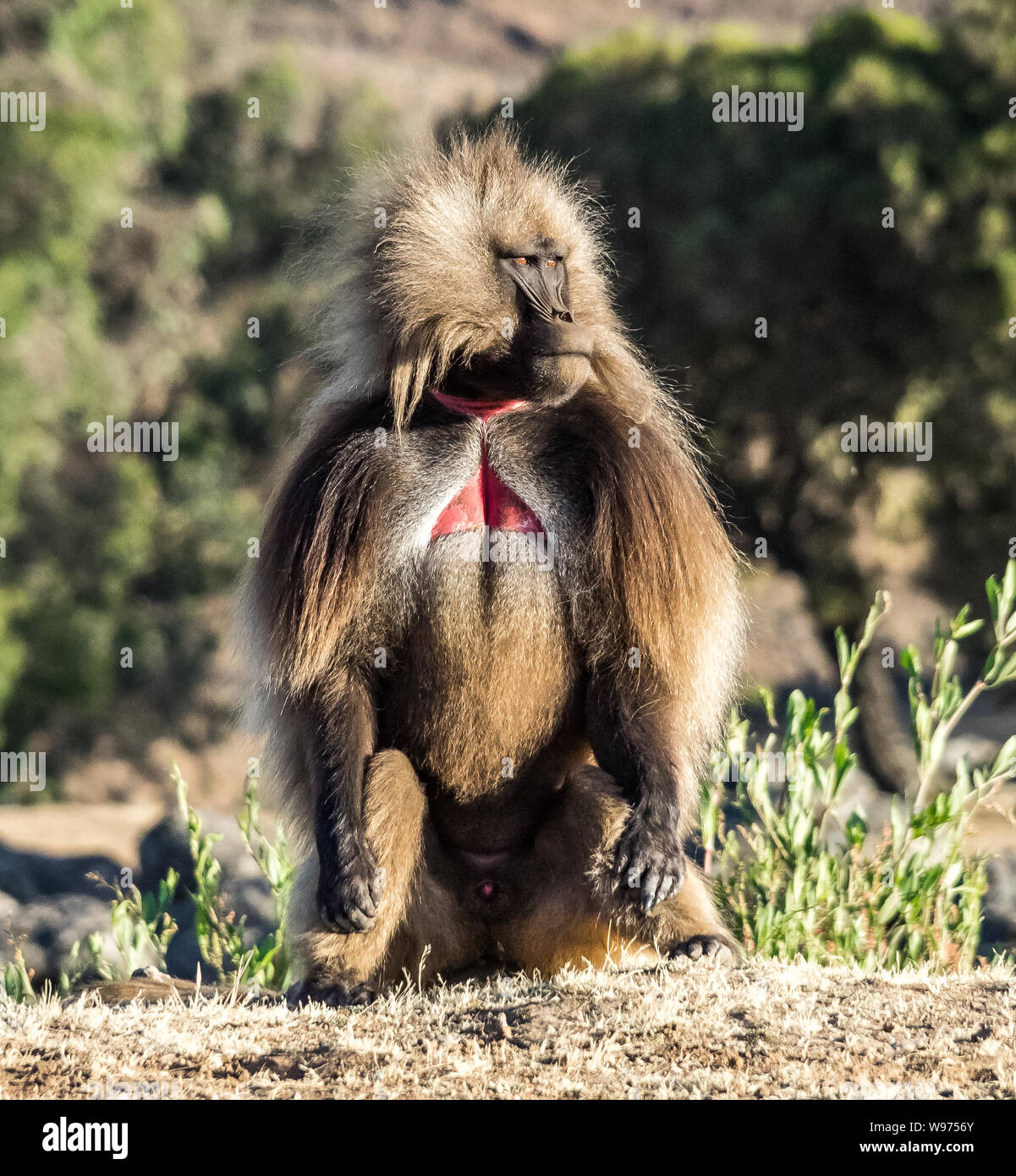 Gelada Baboon Theropithecus Gelada . Simien Mountains National Park ...