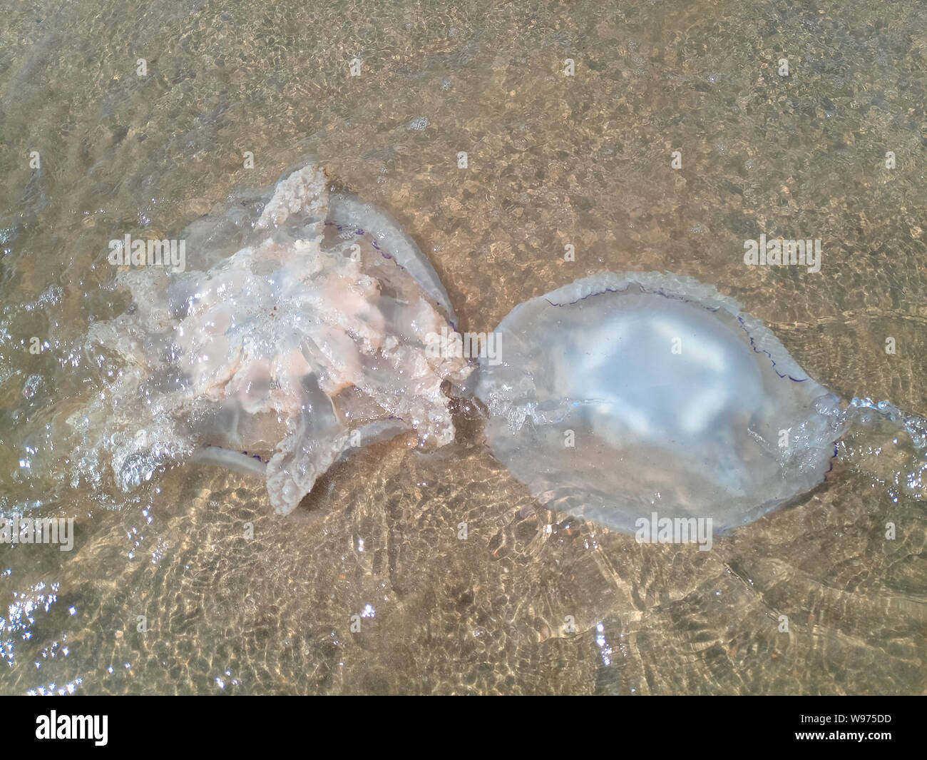 Dead jellyfish in the shallow waters of the seashore. Jellyfish ...