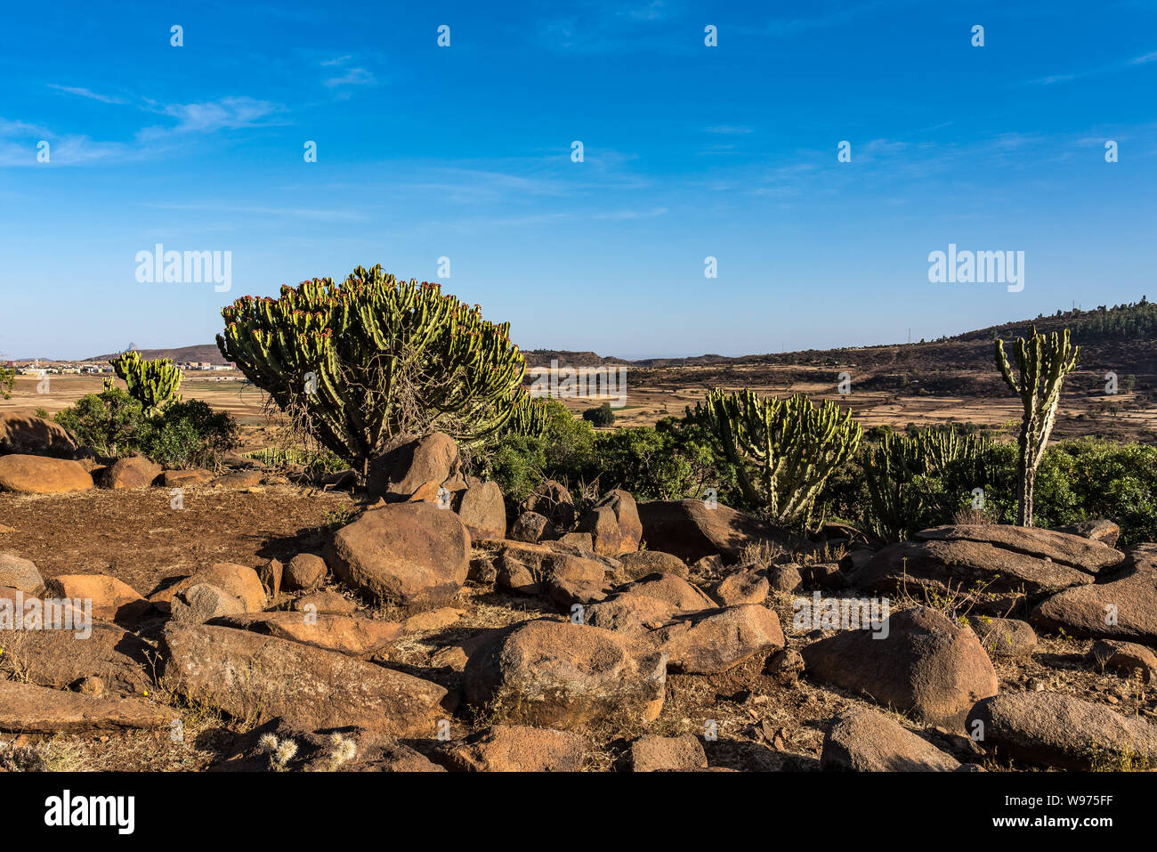 candelabra trees around historical city Aksum - Ethiopia, Africa Stock ...