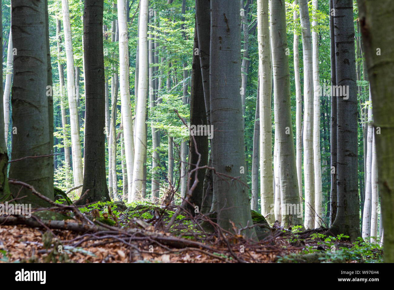 Grove beech hi-res stock photography and images - Alamy
