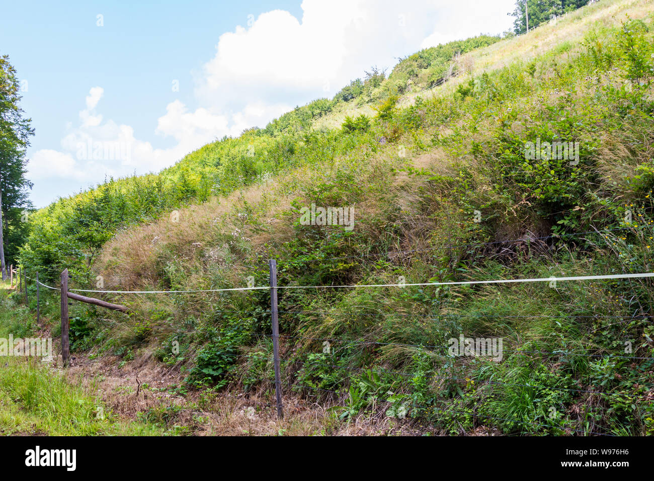 Fenced area in forest to protect seedlings from being pastured by wild ...
