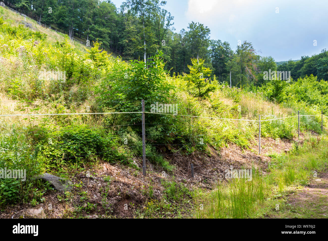 Fenced area in forest to protect seedlings from being pastured by wild ...