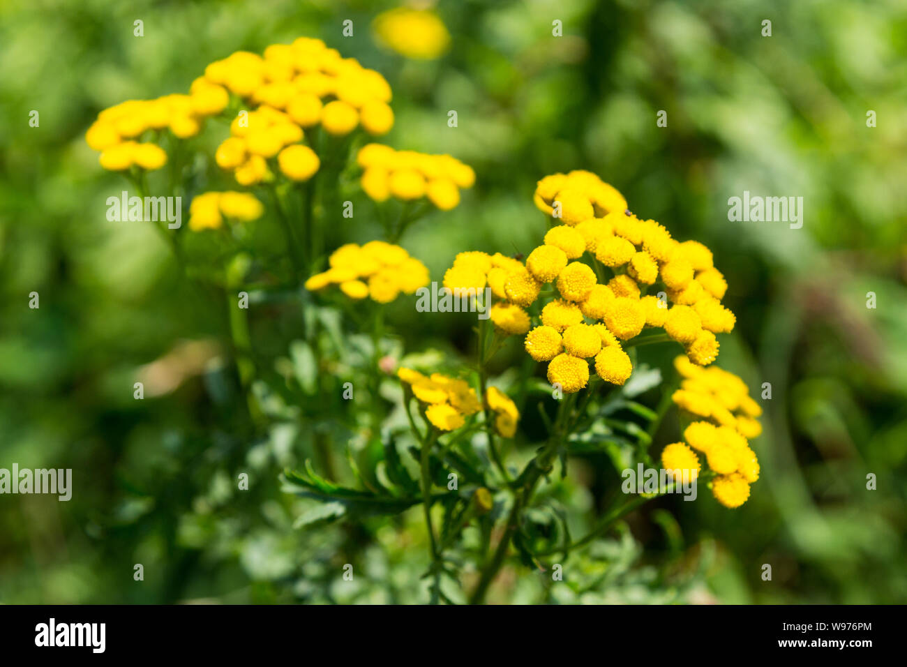 Common tansy (Tanacetum vulgare) in Matra Mountains, Hungary in summer ...