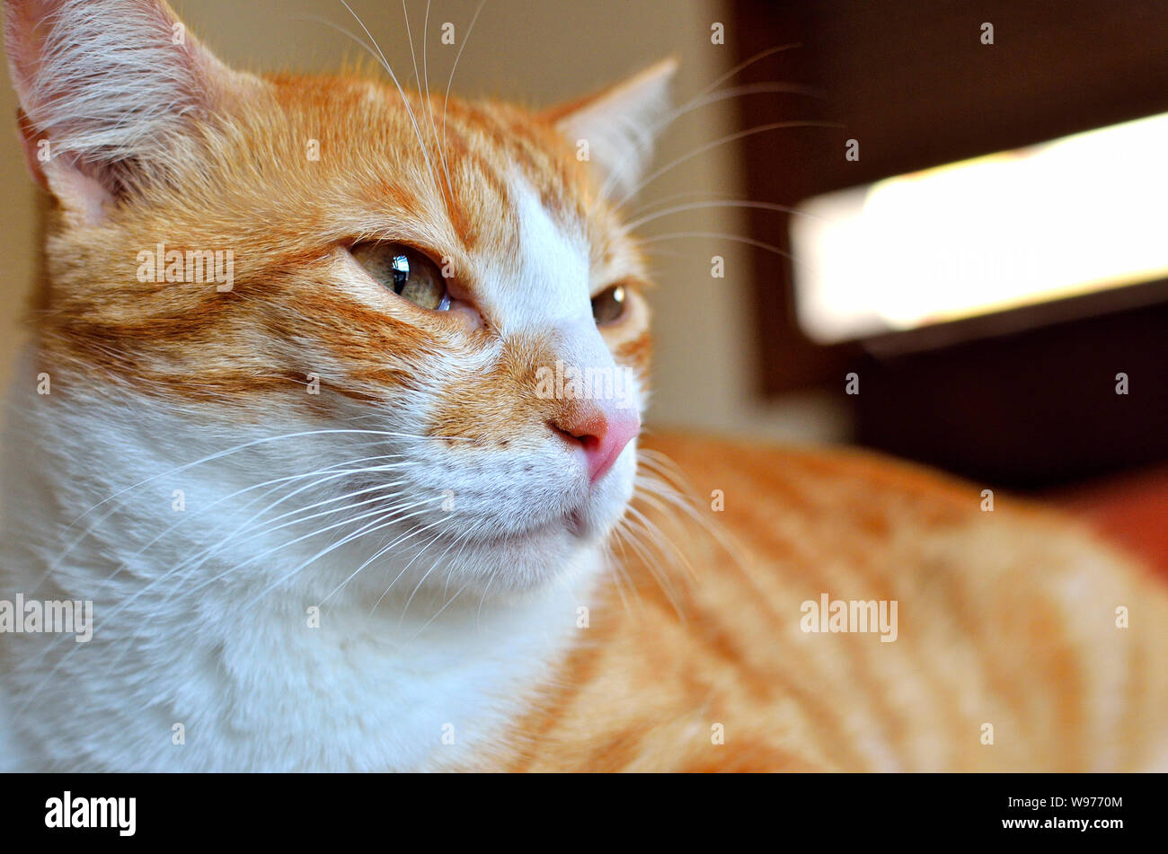 Serious look hi-res stock photography and images - Alamy