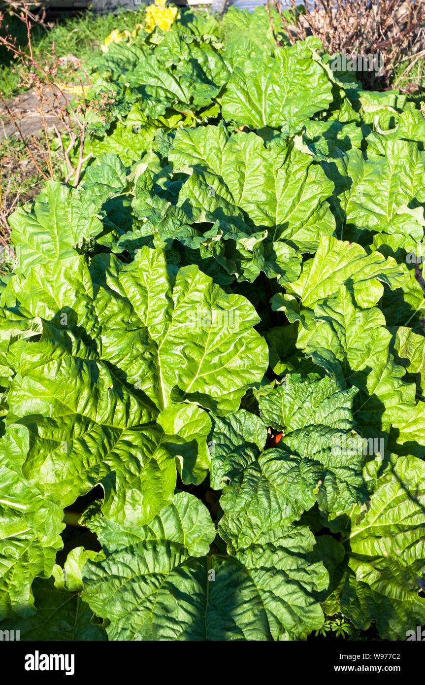 Rhubarb growing on vegetable plot Stock Photo - Alamy