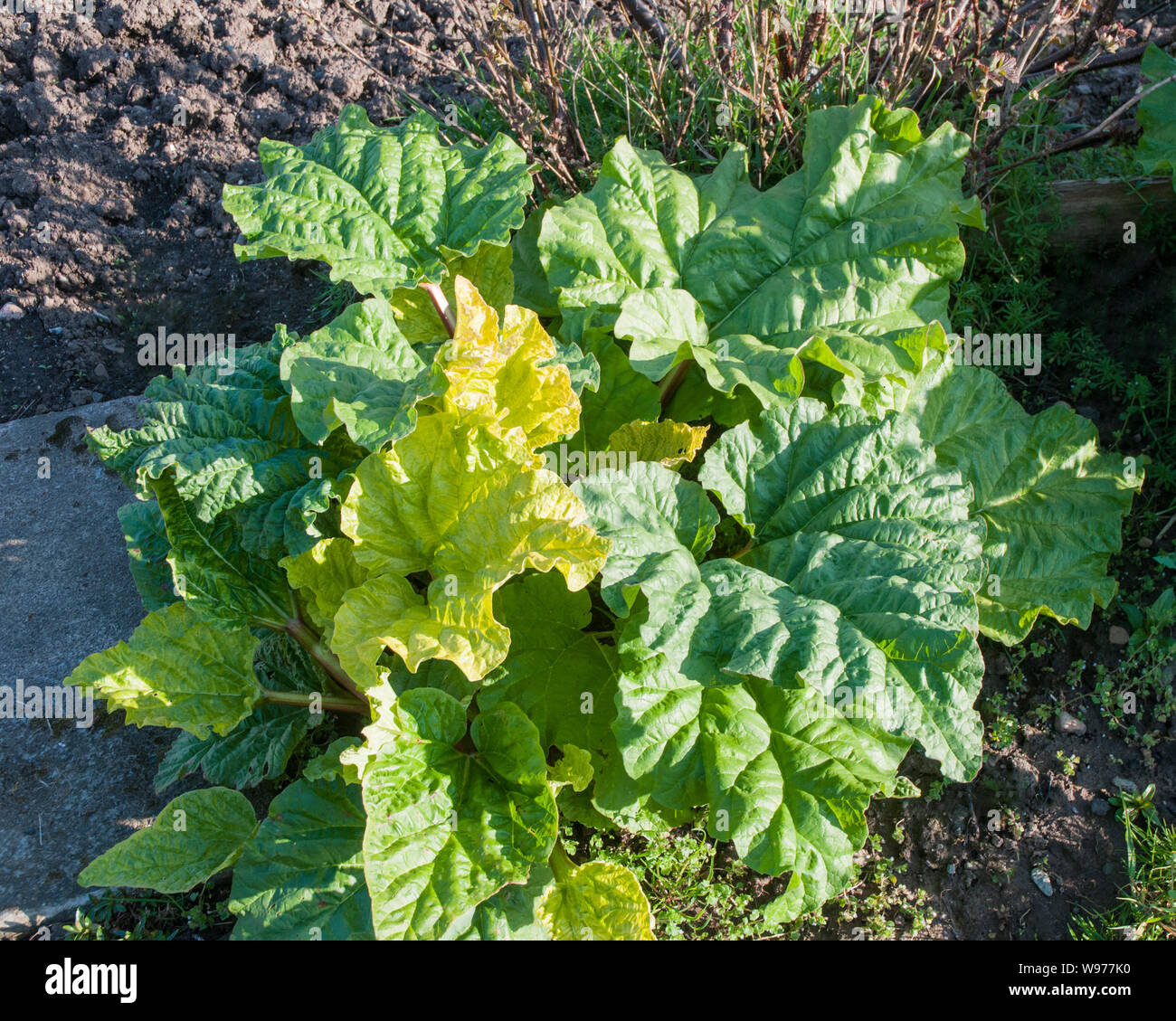 Rhubarb growing on vegetable plot Stock Photo - Alamy