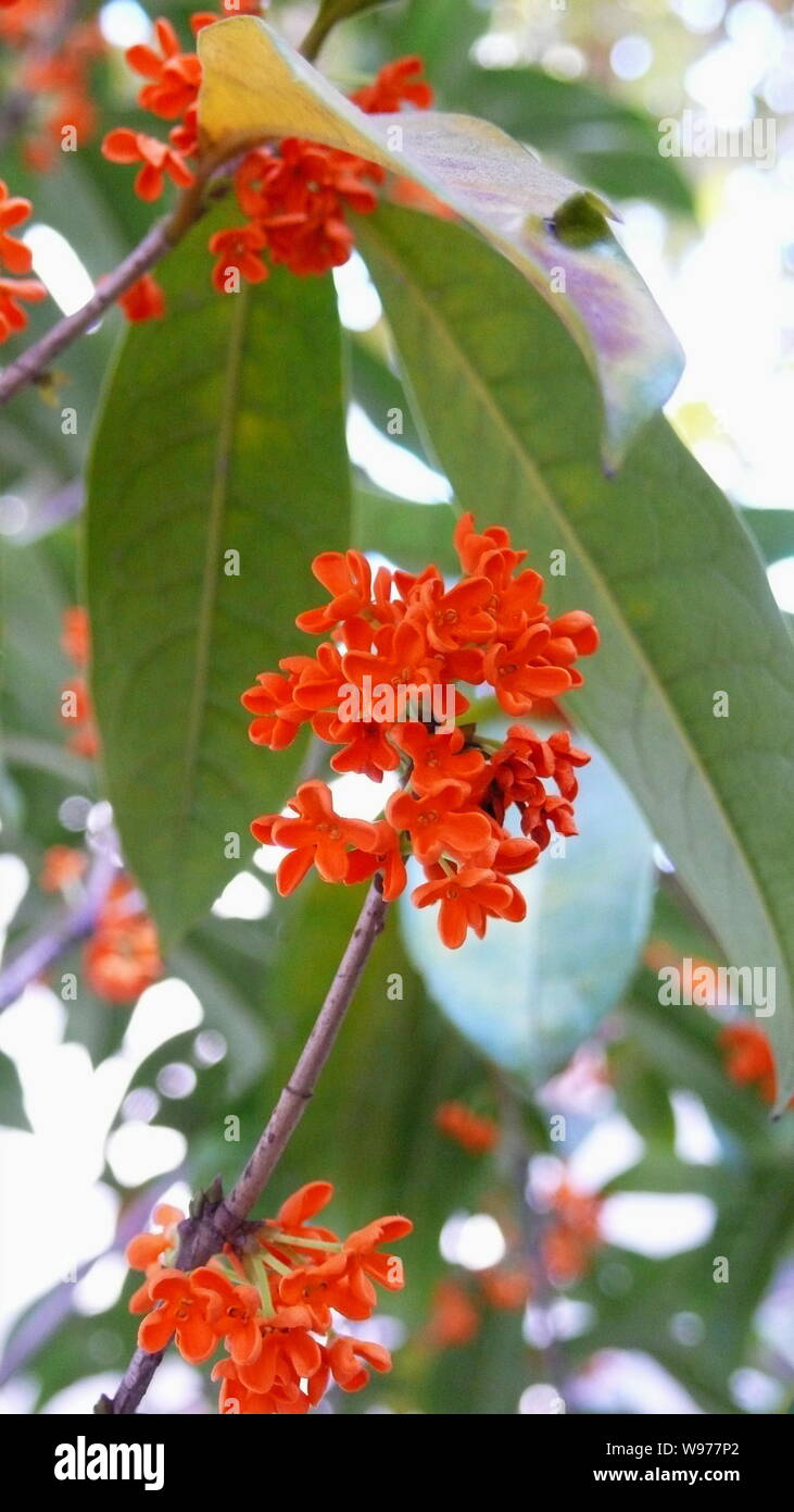 Osmanthus fragrans hi-res stock photography and images - Alamy