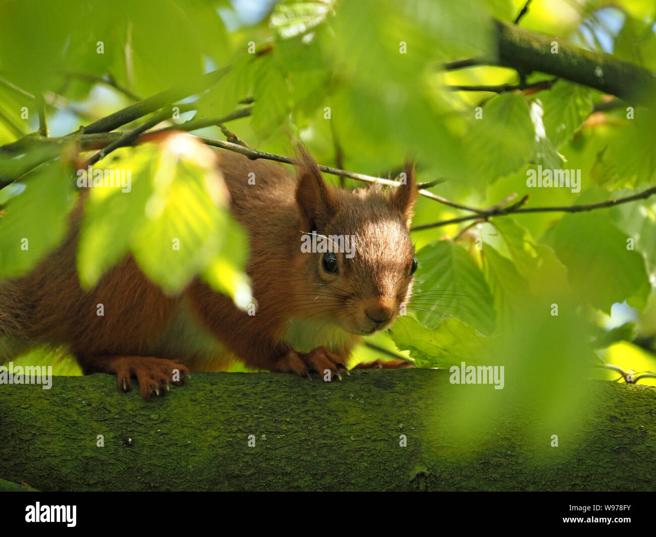 inquisitive native endangered red squirrel (Sciurus vulgaris) peers out ...