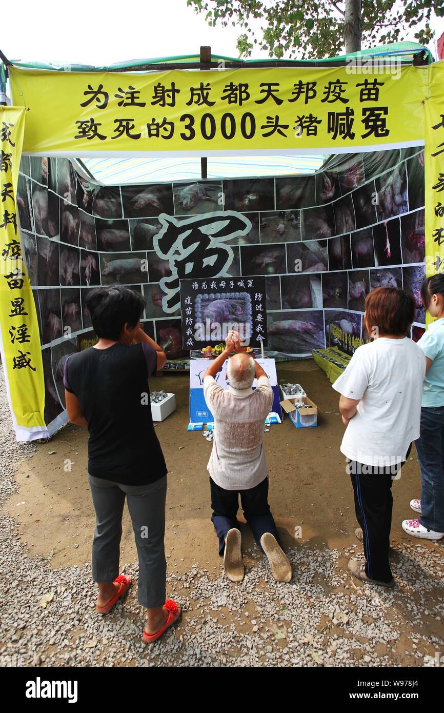 A family member, second left, of Chinese pig farmer Qin Jinzhou kneels ...