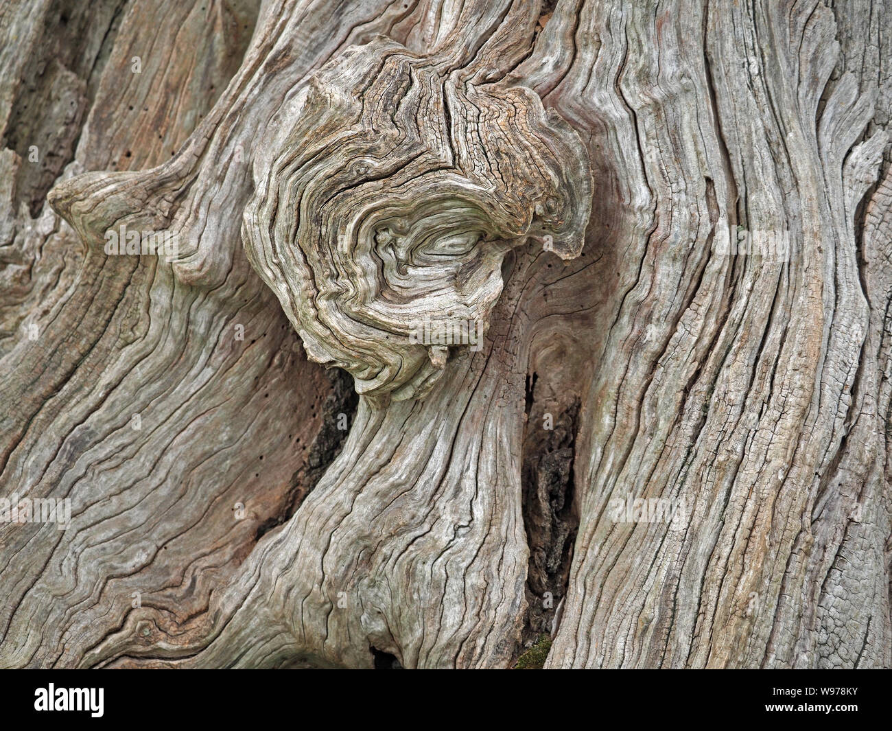 Sculptural character of gnarled wizened dead tree stump with exposed ...
