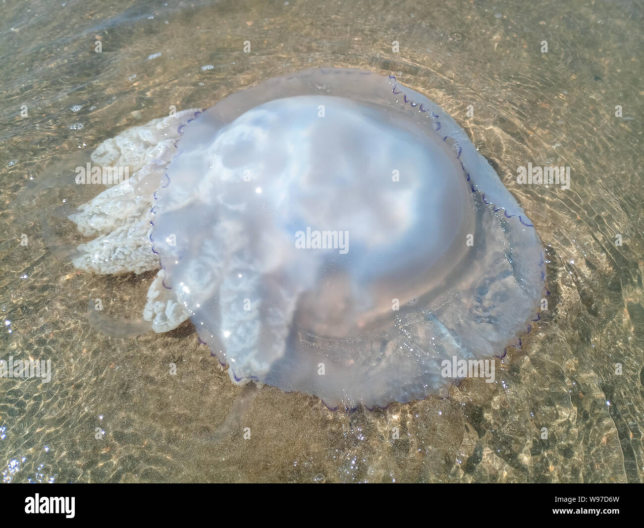 Dead jellyfish in the shallow waters of the seashore. Jellyfish ...