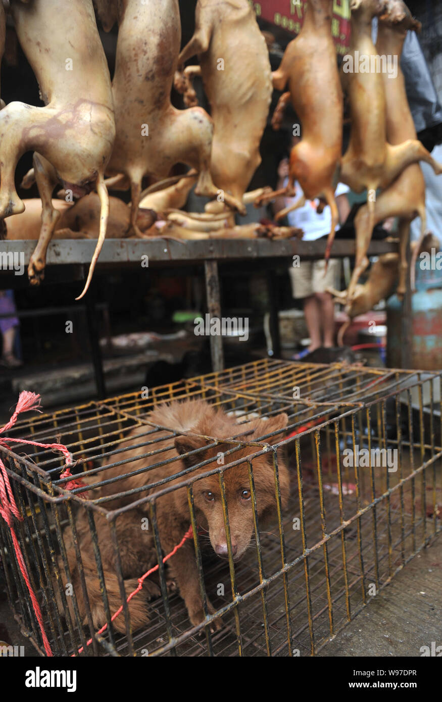 A dog to be killed is caged under dead dogs to be eaten at a free ...