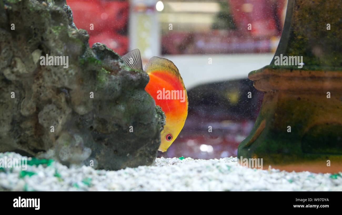 A shy fish Stock Photo - Alamy