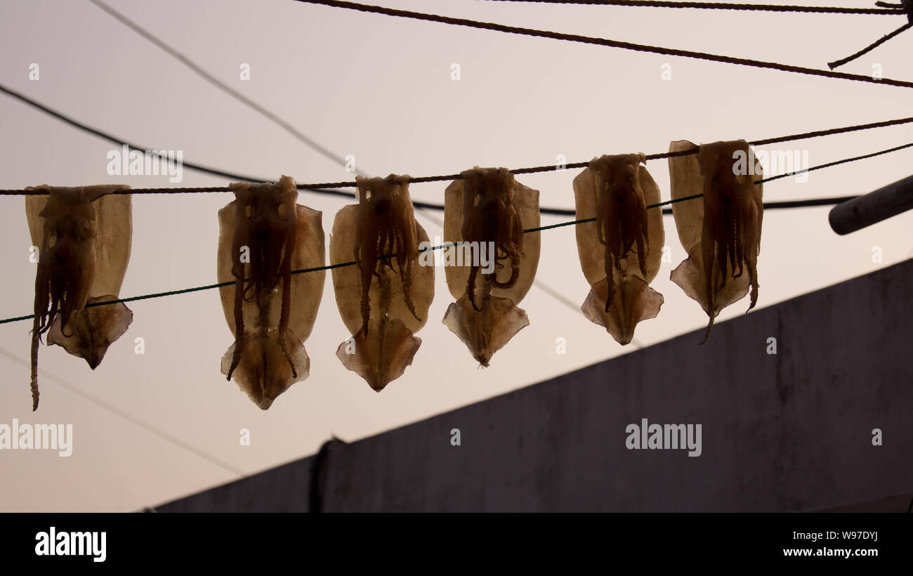 Drying squids in the market of Jumunjin Port Stock Photo - Alamy
