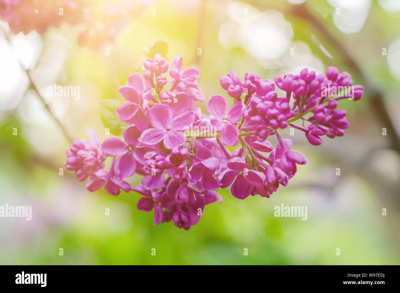 Spring lilac flowers Stock Photo - Alamy