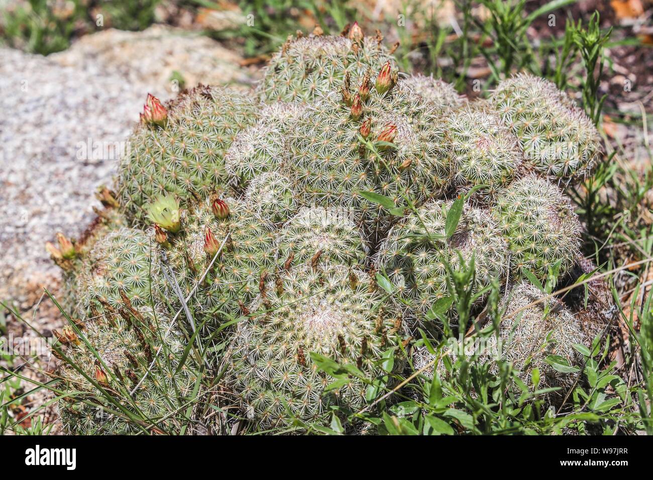 Familia cactaceae hi-res stock photography and images - Alamy