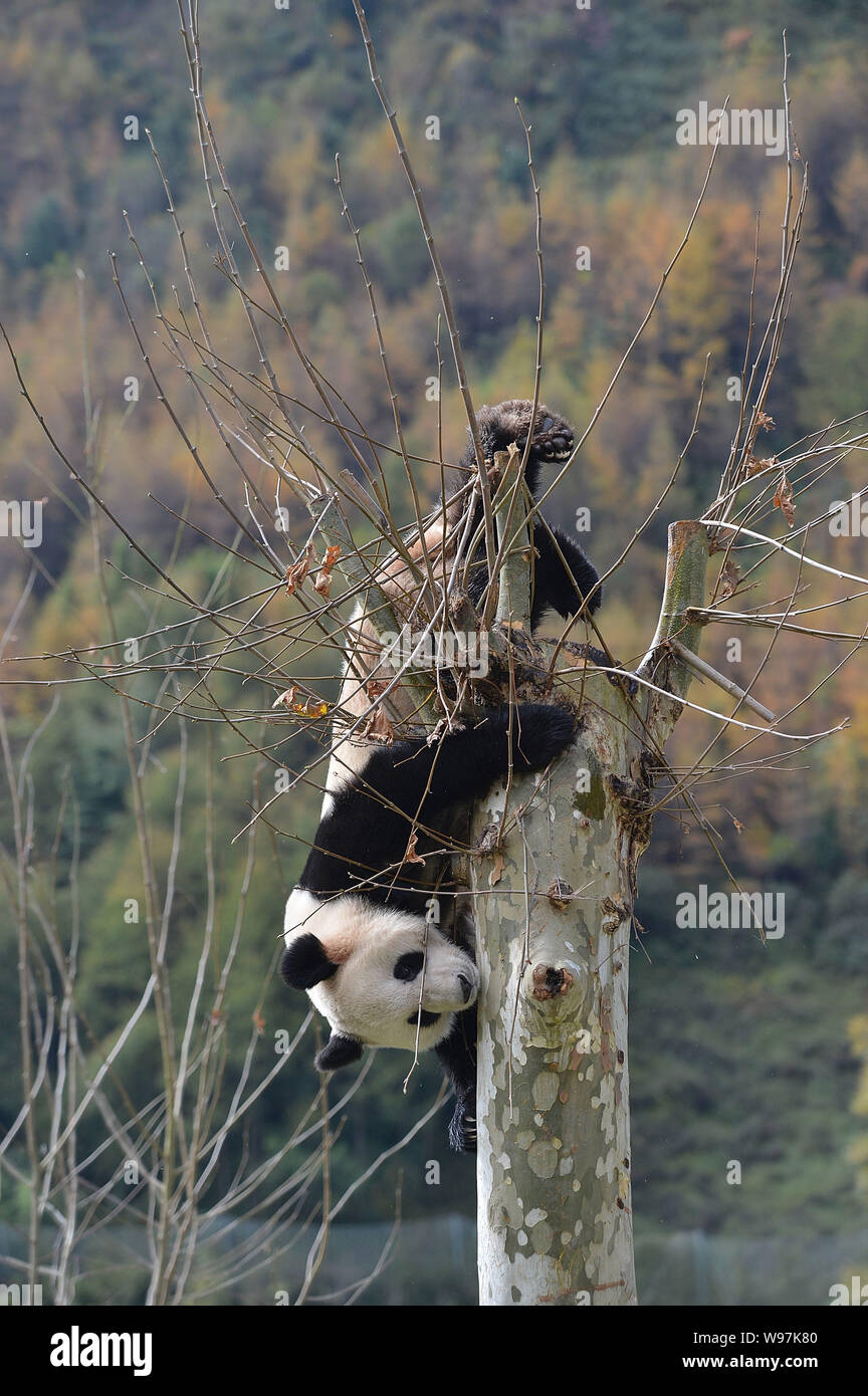 A giant panda climbs up a tree at a new base of the China Conservation ...
