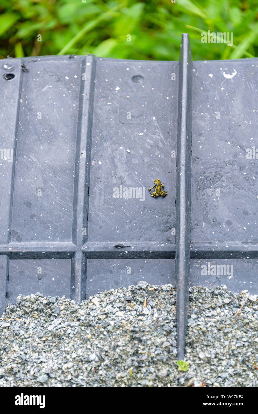 Culvert animal hi-res stock photography and images - Alamy