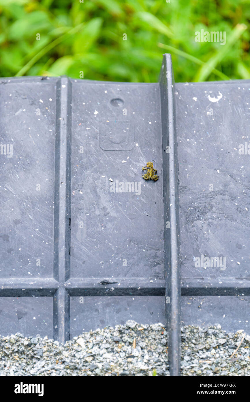 Culvert animal hi-res stock photography and images - Alamy