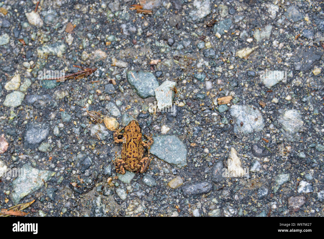 Tiny young Western Toad migrating across the Lost Lake Trail from Lost ...
