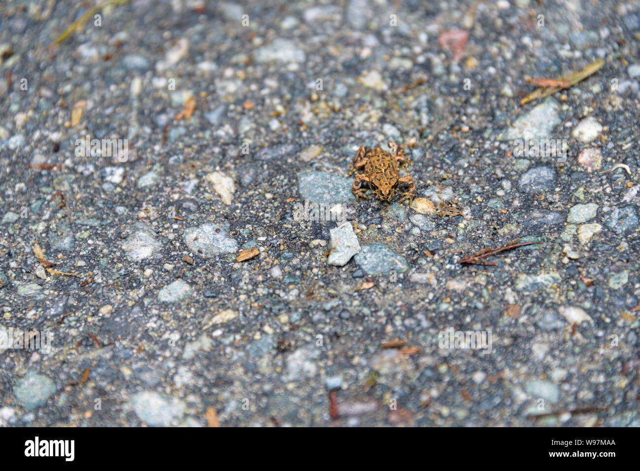 Tiny young Western Toad migrating across the Lost Lake Trail from Lost ...