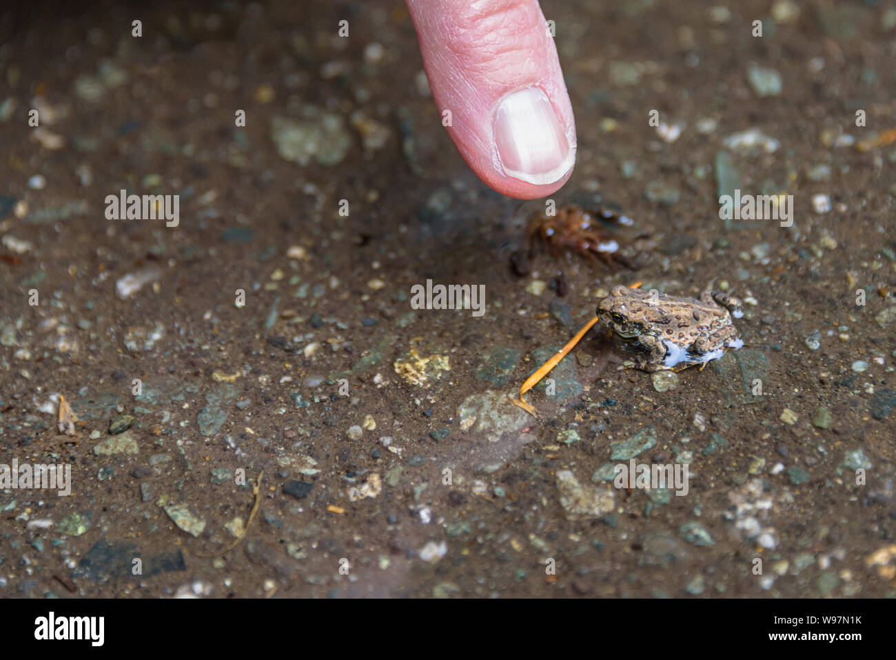 Finger pointing to a tiny young Western Toad, in a rain puddle ...