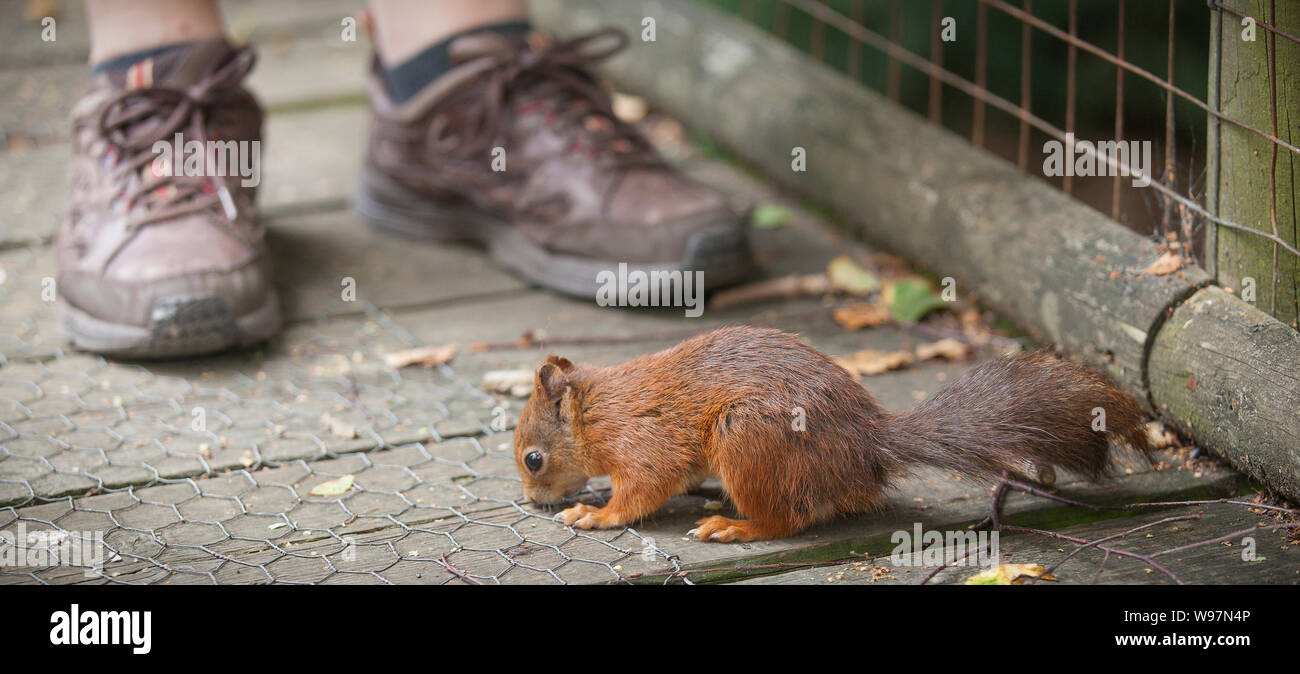 Red squirrel on wooden boards next to the feet of an onlooker Stock ...