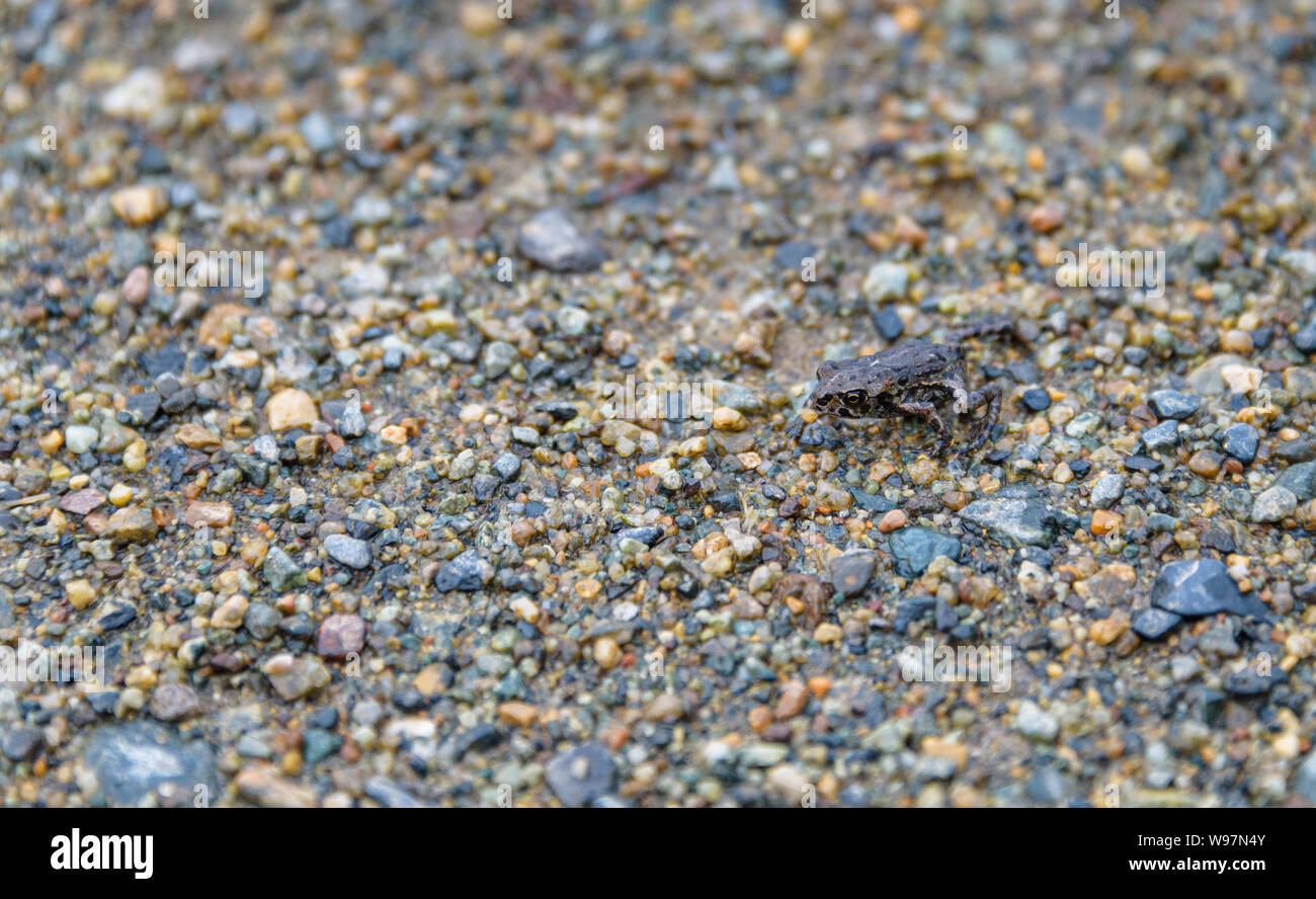 Tiny young Western Toad migrating across the Lost Lake beach to the ...