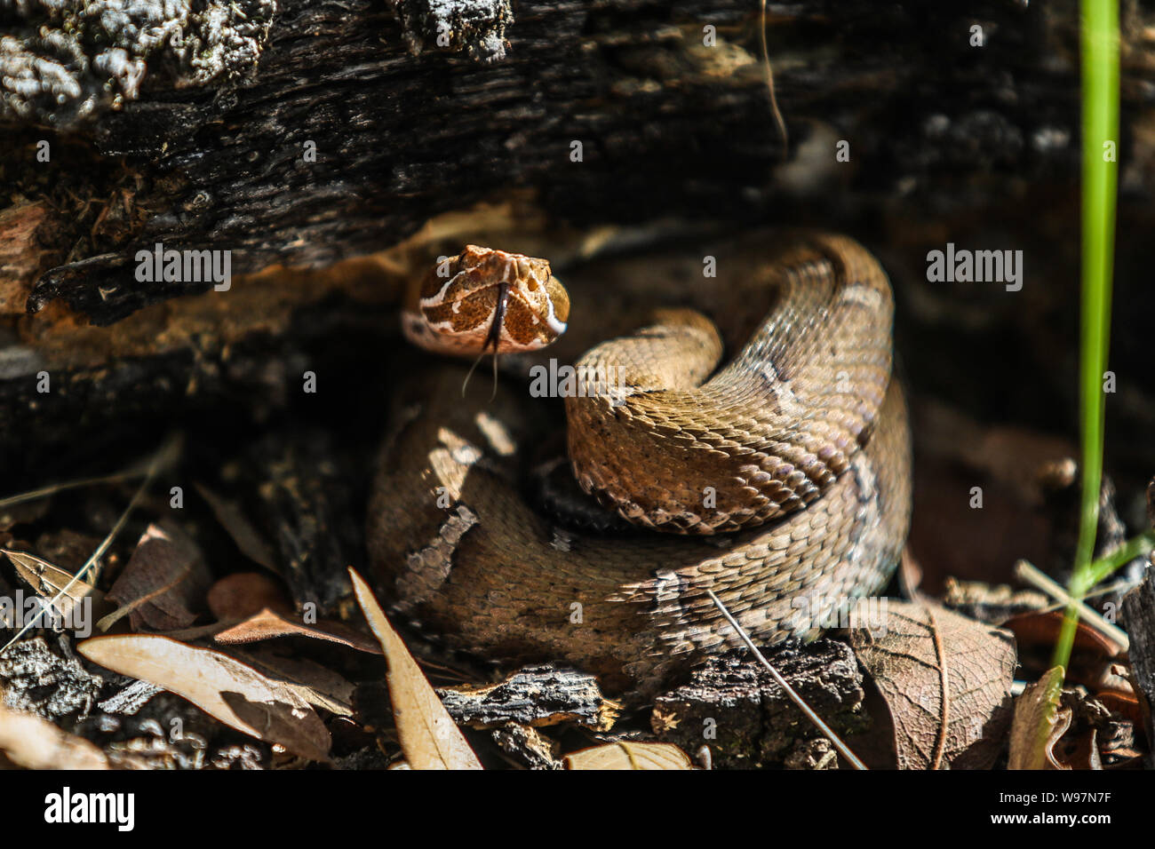 Snake Jingle Bell. Twin - spotted rattlesnake Madrean Diversity ...