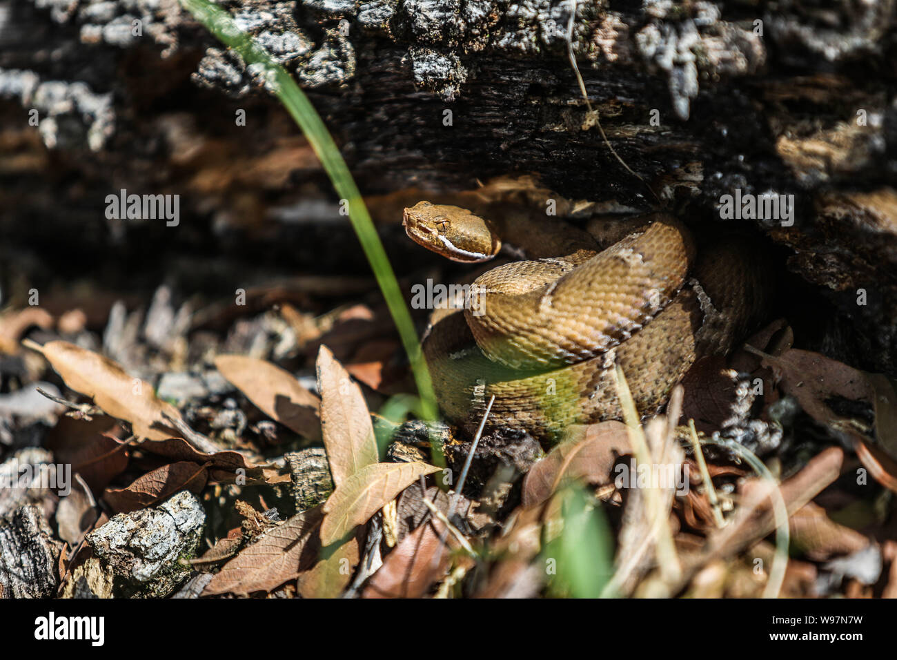 Snake Jingle Bell. Twin - spotted rattlesnake Madrean Diversity ...