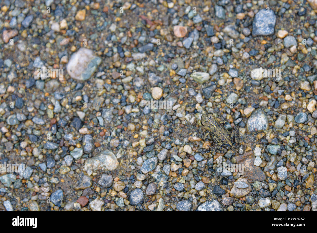 Tiny young Western Toad migrating across the Lost Lake beach to the ...