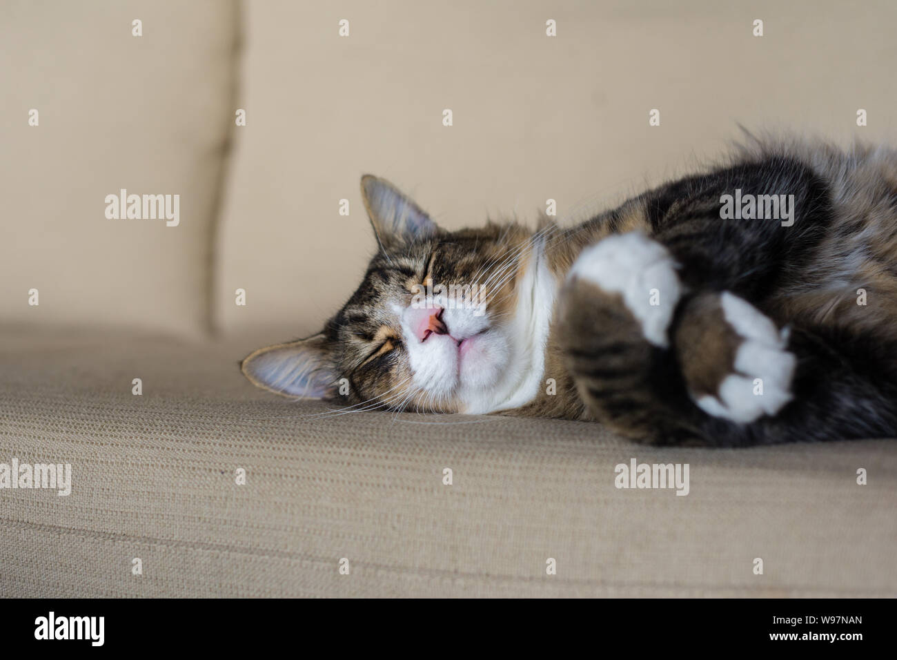 Tabby Cat Curled Up Sleeping High Resolution Stock Photography and ...