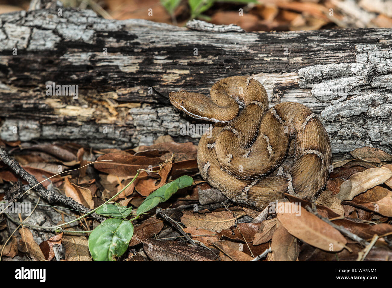 Rattlesnake cascabel snake hi-res stock photography and images - Alamy