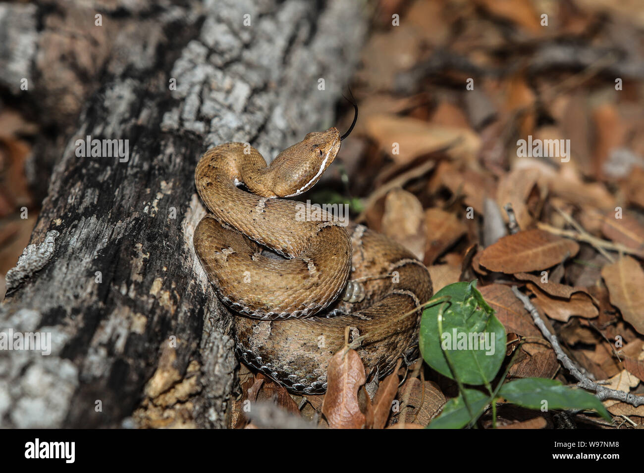 Snake Jingle Bell. Twin - spotted rattlesnake Madrean Diversity ...
