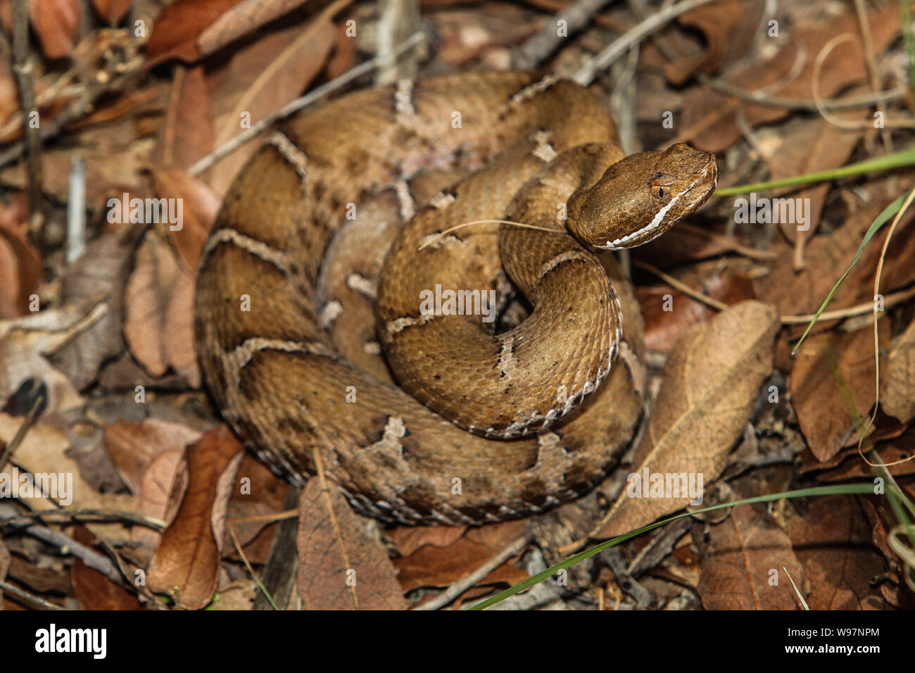 Snake Jingle Bell. Twin - spotted rattlesnake Madrean Diversity ...