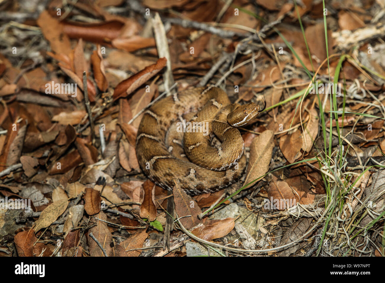 Rattlesnake cascabel snake hi-res stock photography and images - Alamy