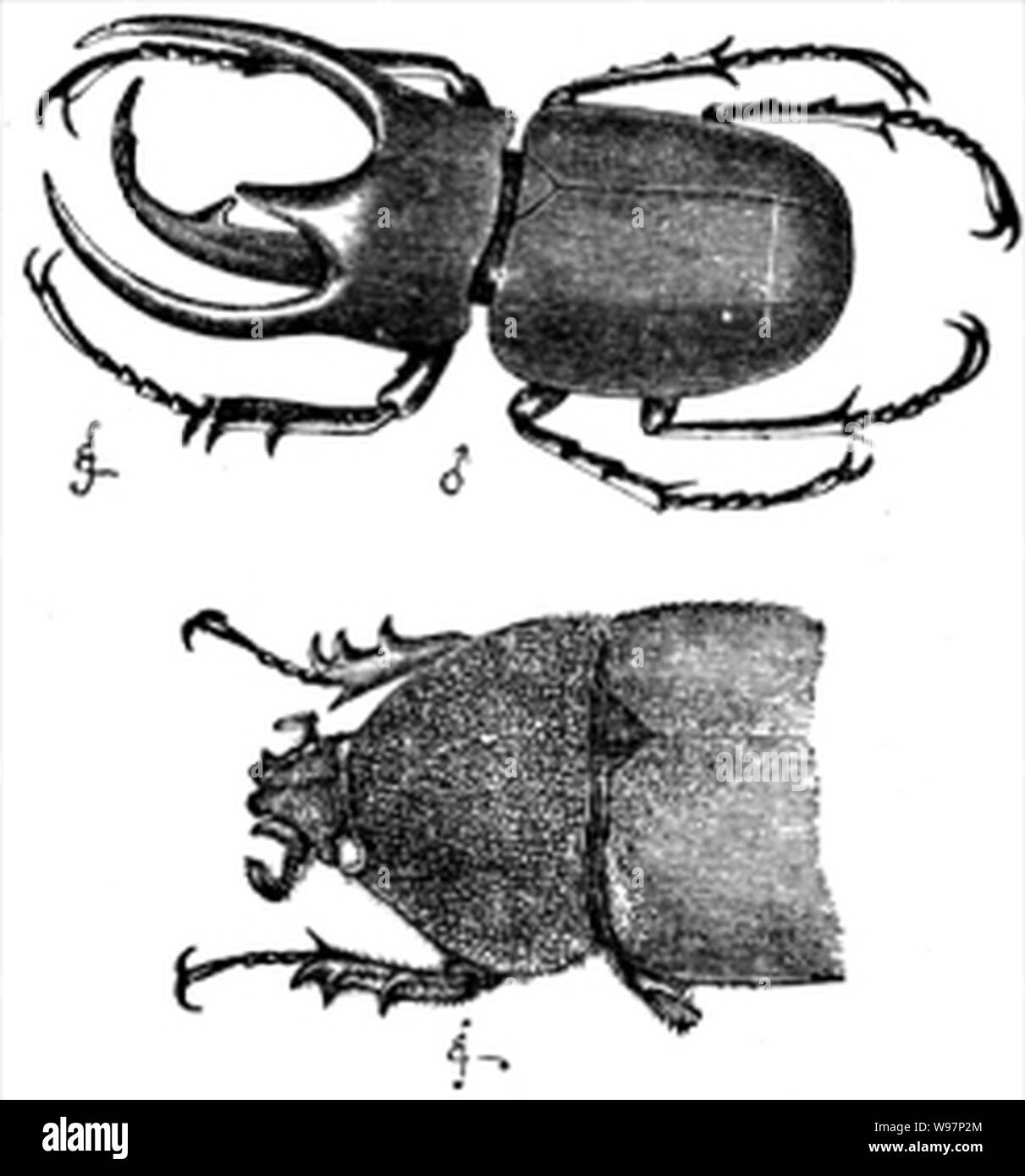 Man figure with Black and White Stock Photos & Images - Alamy