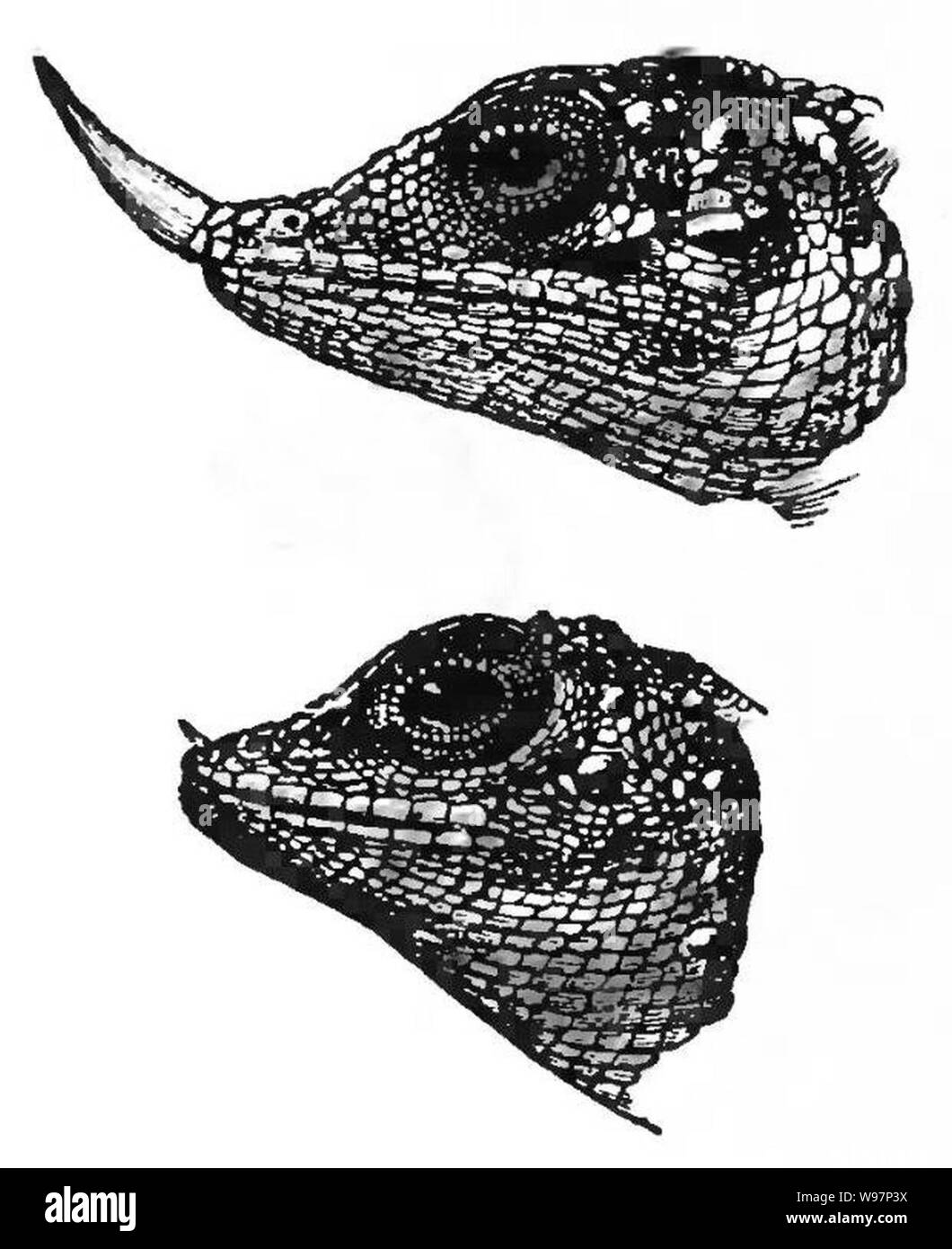 Fig 034 hi-res stock photography and images - Alamy