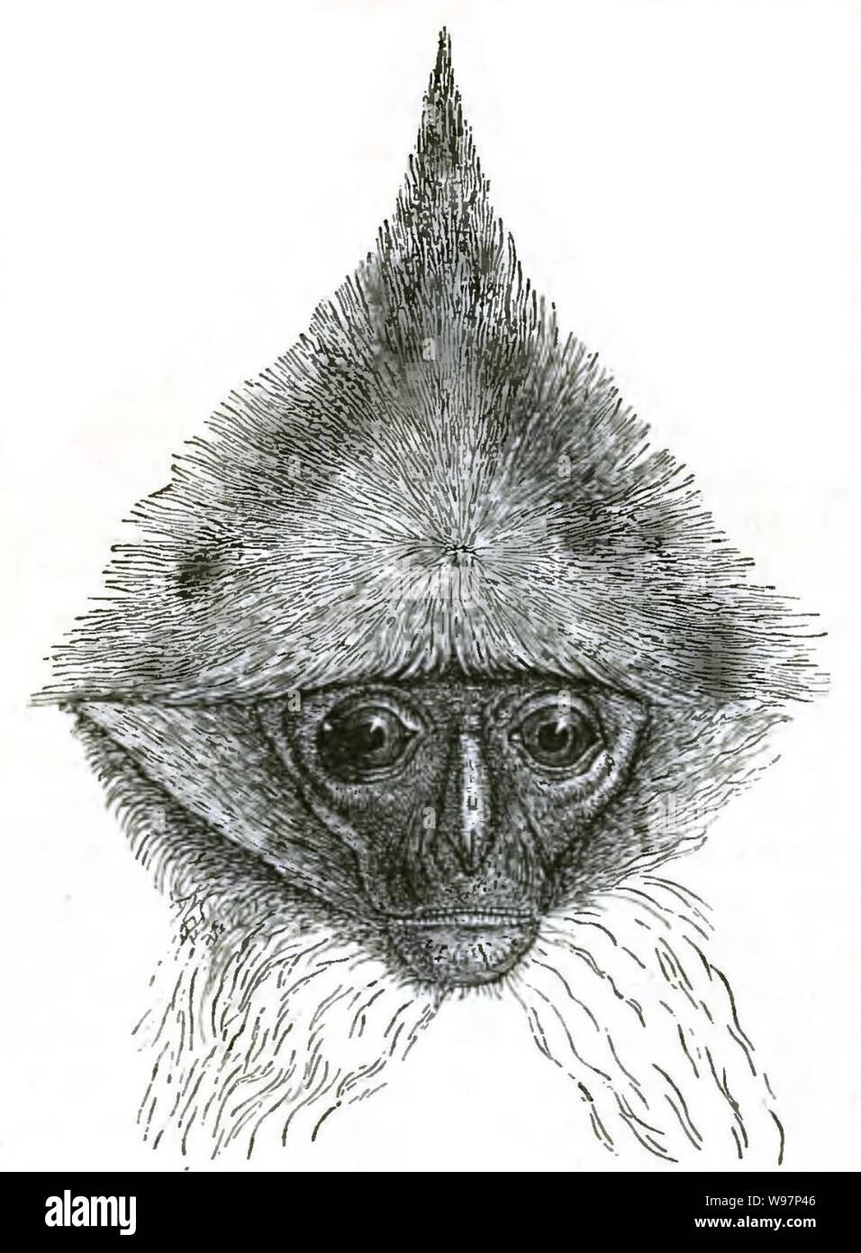 Descent of Man Appleton 1875 Fig 072 Stock Photo - Alamy