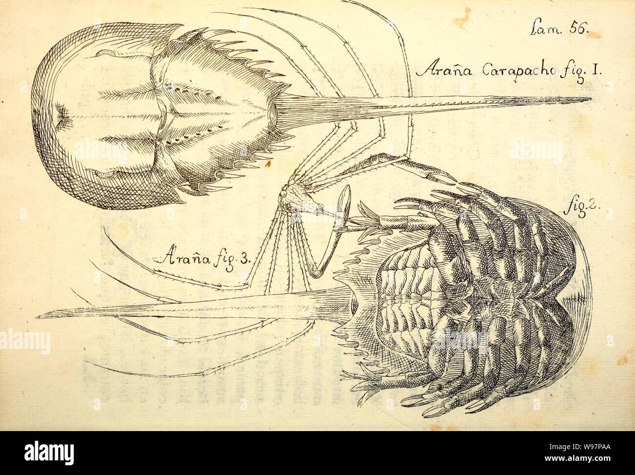 Descripcion de diferentes piezas de historia natural las mas del ramo ...