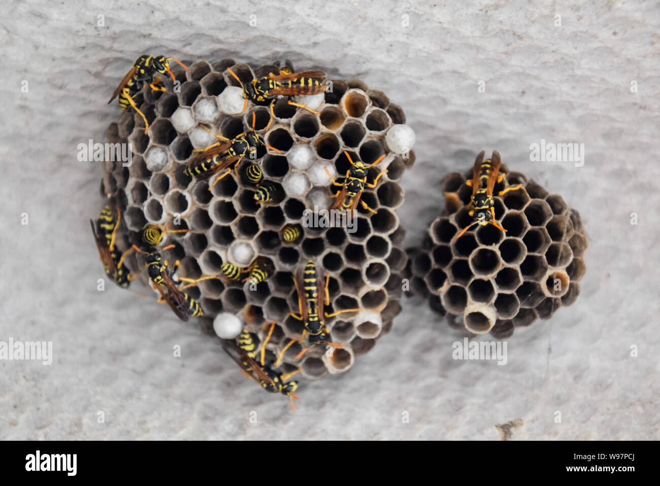 Hornet's nest under the roof of the barn. Polist Wasps Nest Stock Photo ...