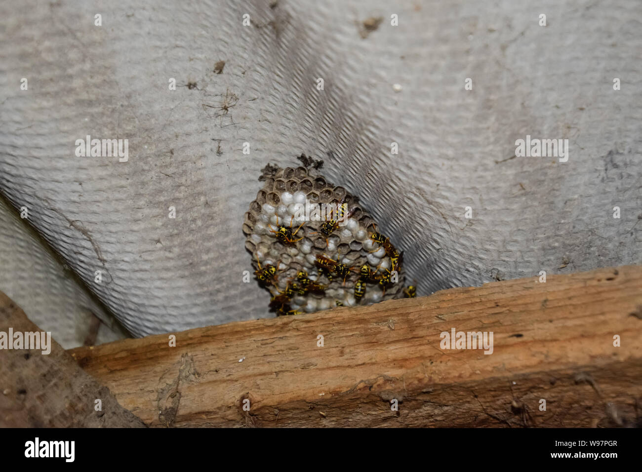 Hornet's nest under the roof of the barn. Polist Wasps Nest Stock Photo ...