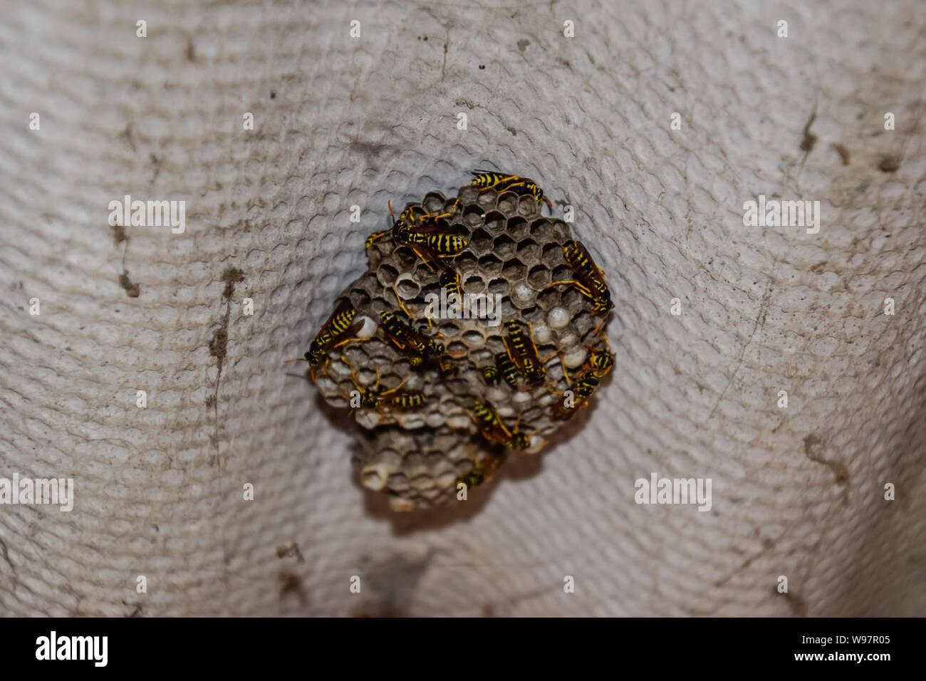 Hornet's nest under the roof of the barn. Polist Wasps Nest Stock Photo ...
